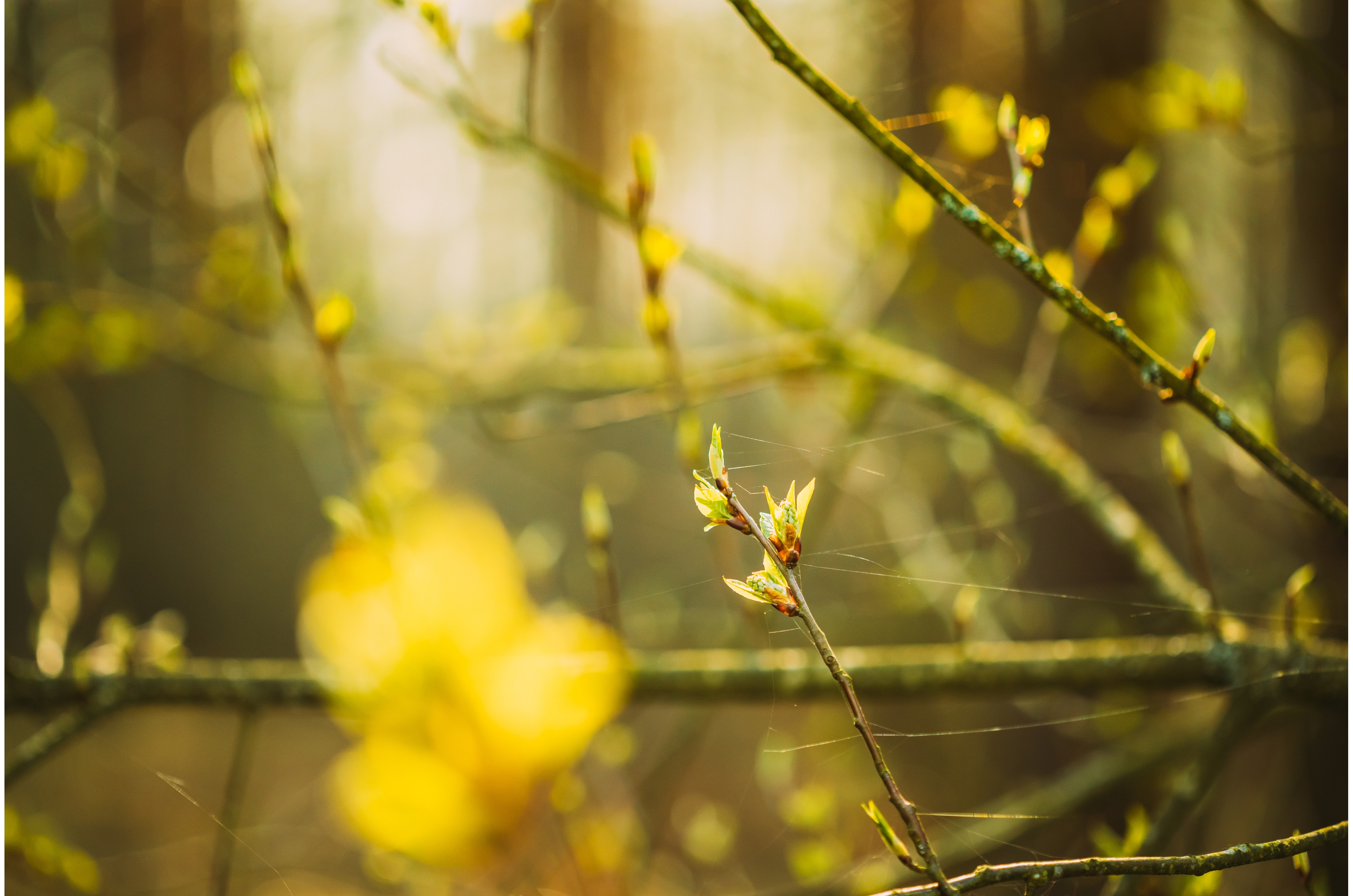 Young Spring Green Leaf Leaves, a Nature Photo by Our Amazing World