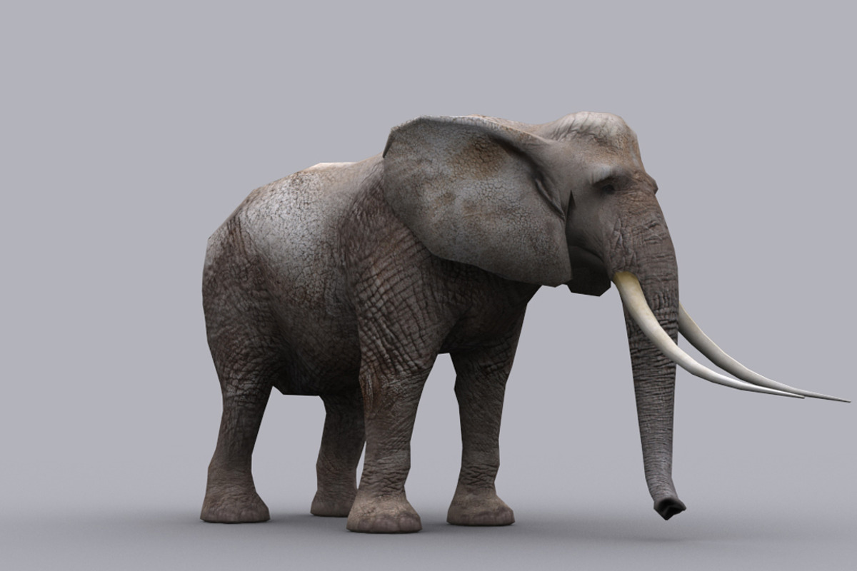 ELEPHANT with Native File, an Animal 3D Model by PROTOFACTOR