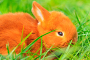 beautiful fluffy red rabbit in green grass, an Animal Photo by Pakosta