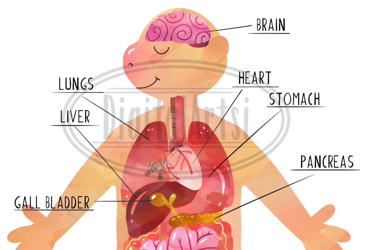 Watercolor Human Anatomy Clipart, an Education Illustration by DigitalArtsi