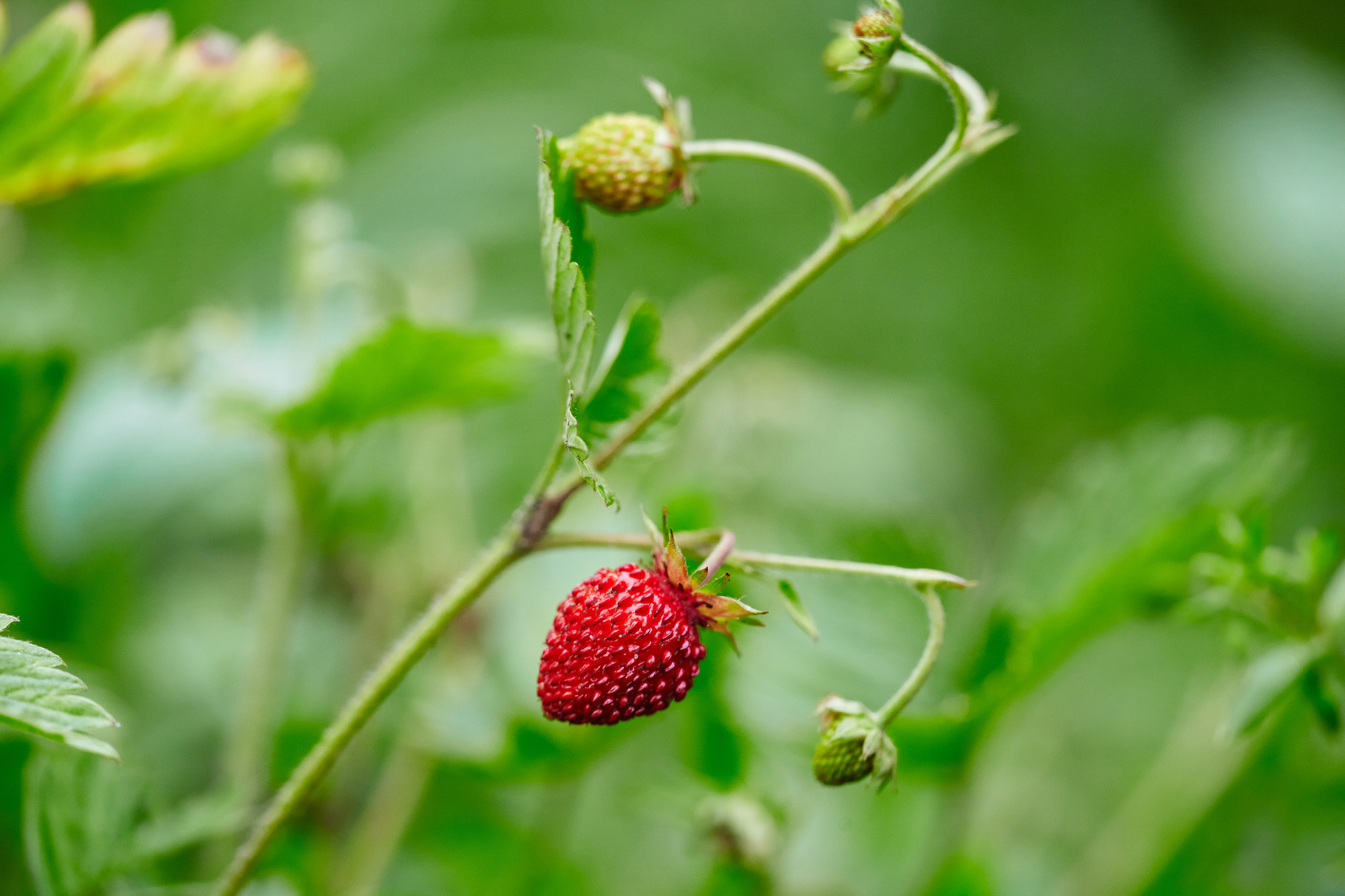Wild strawberry in forrest. Red and unripe wild strawberry on bush., a ...