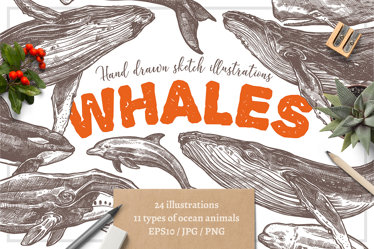 Whales Sketch Illustrations, an Animal Illustration by alexrockheart
