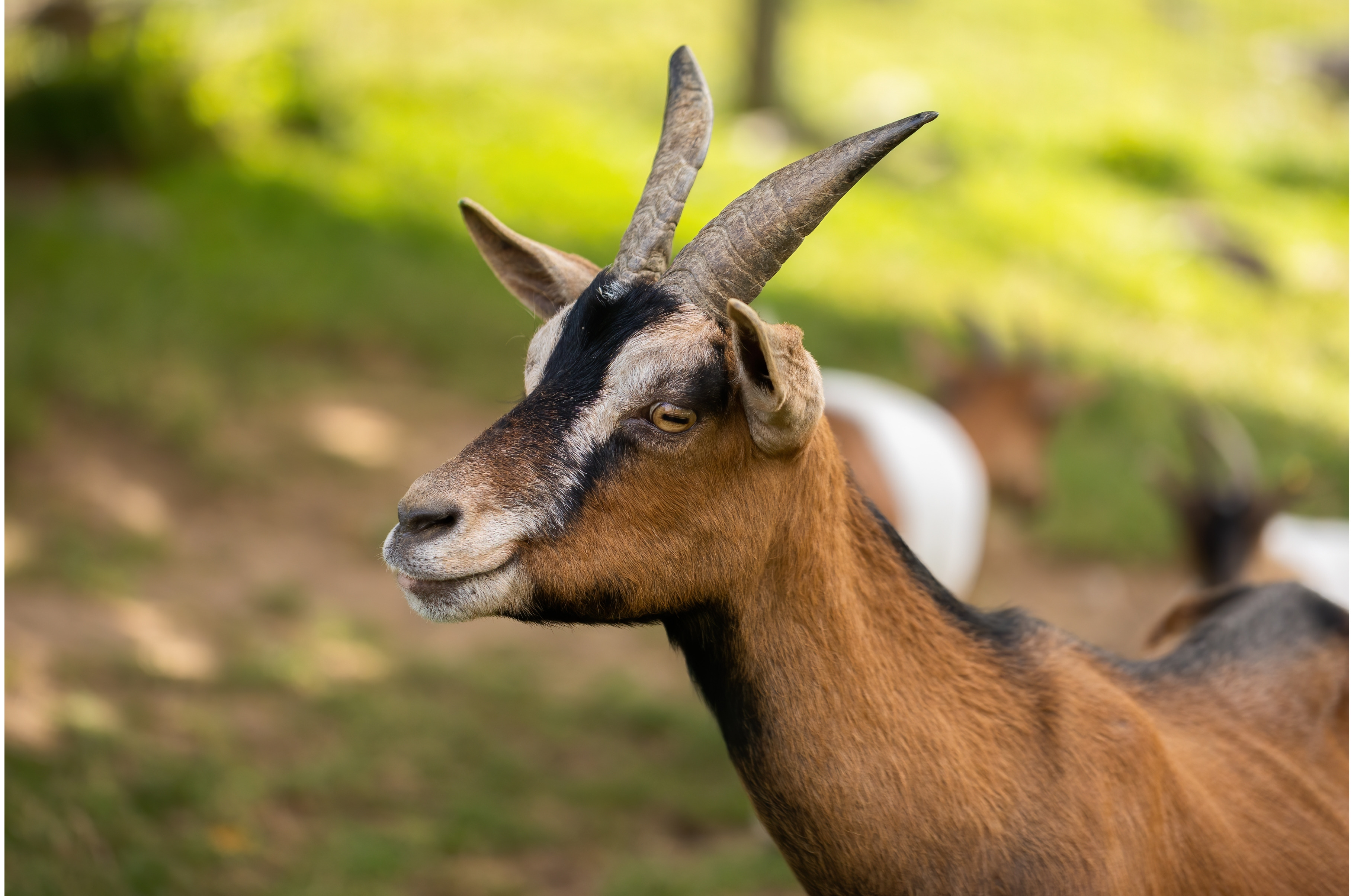 Goat looking to the camera on, an Animal Photo by WildMedia