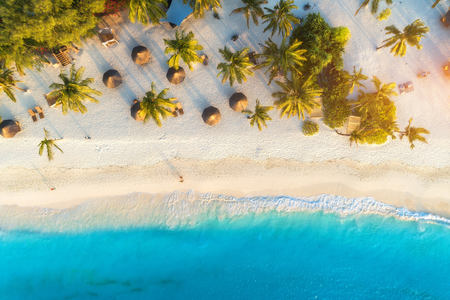 Aerial view of palms on the beach featuring palm, palm tree, and beach ...