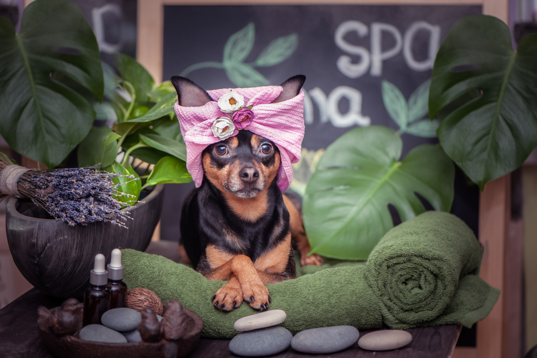 cute pet relaxing in spa wellness featuring animal, background, and ...