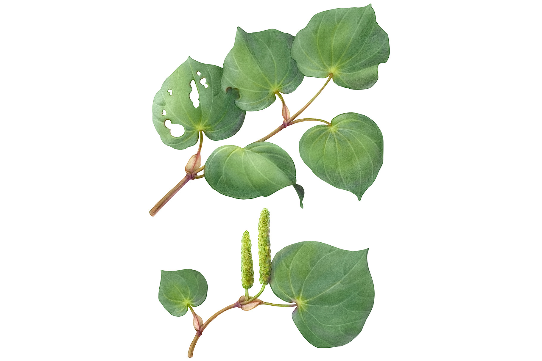 Kawakawa Tree Branch Illustration, an Illustration by Anna Repp ...