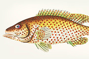 Hand drawn of Red-spotted perch, an Animal Illustration by rawpixel
