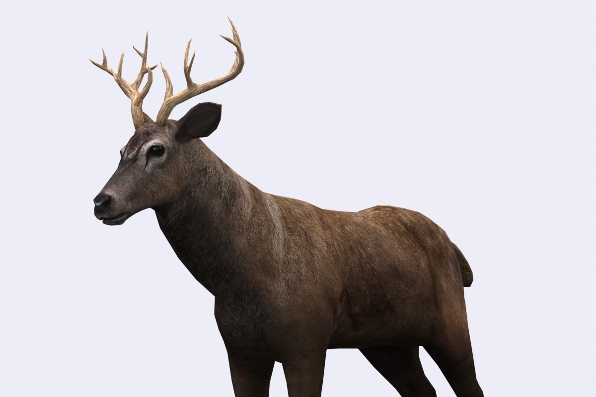 3DRT - Wild animals -Deer, an Animal 3D Model by 3DRT.com | Creative Market