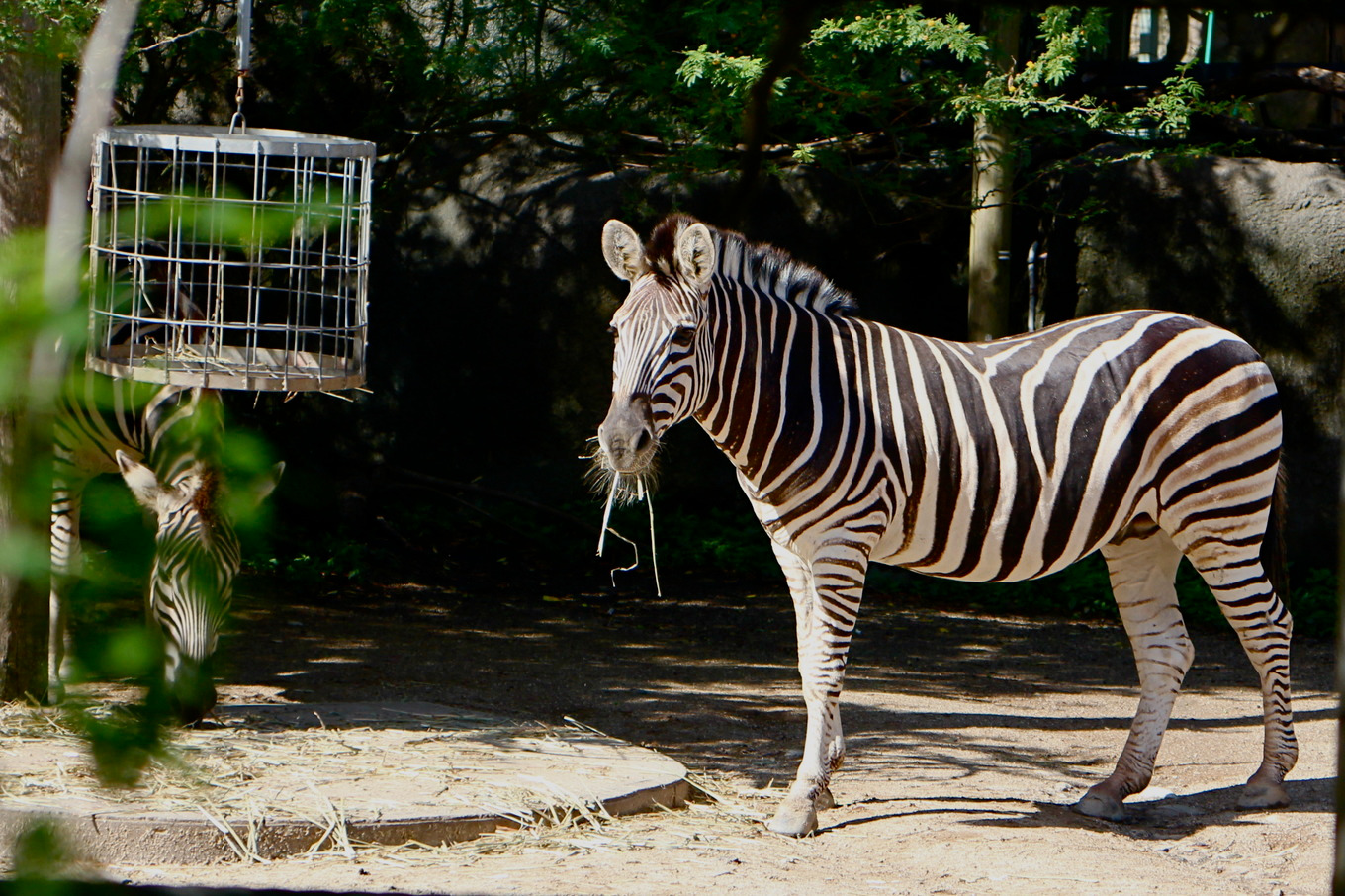 Zebra eating, an Animal Photo by Matilda Kohonen