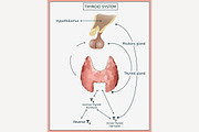 Thyroid System, a Healthcare Illustration by Anna's Shop