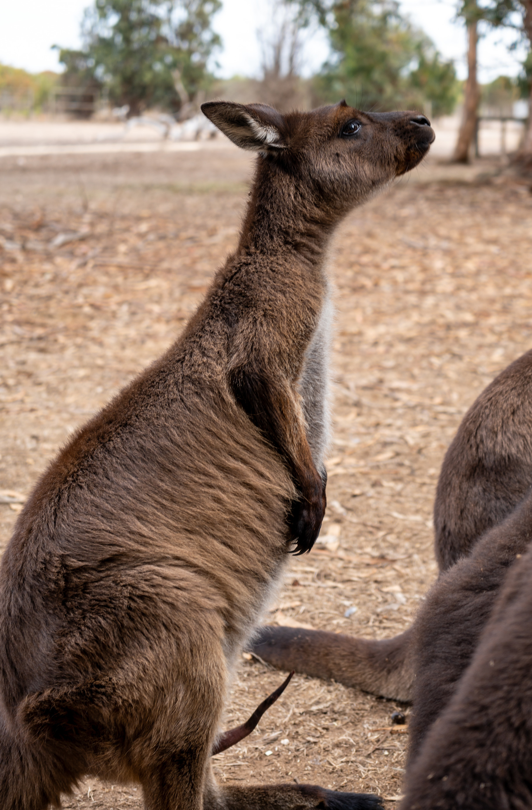 Kangaroos standing on dry ground on Kangaroo Island, Australia, an ...