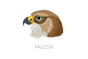Falcon gorgeous profile with sharp beak and green eyes, an Animal ...