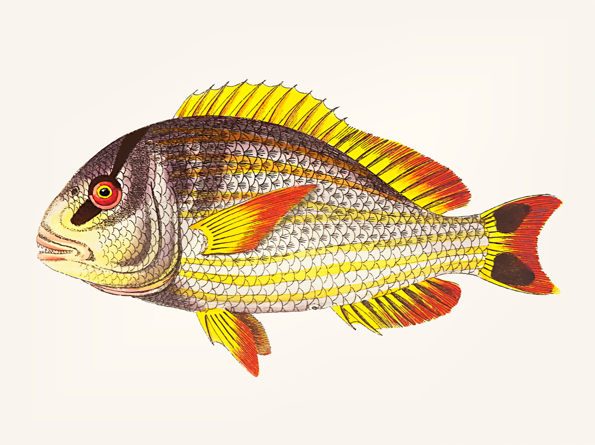 Illustration of Juba Sparus, an Animal Illustration by rawpixel ...