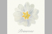 White watercolor primrose card, a Decorative Illustration by María ...
