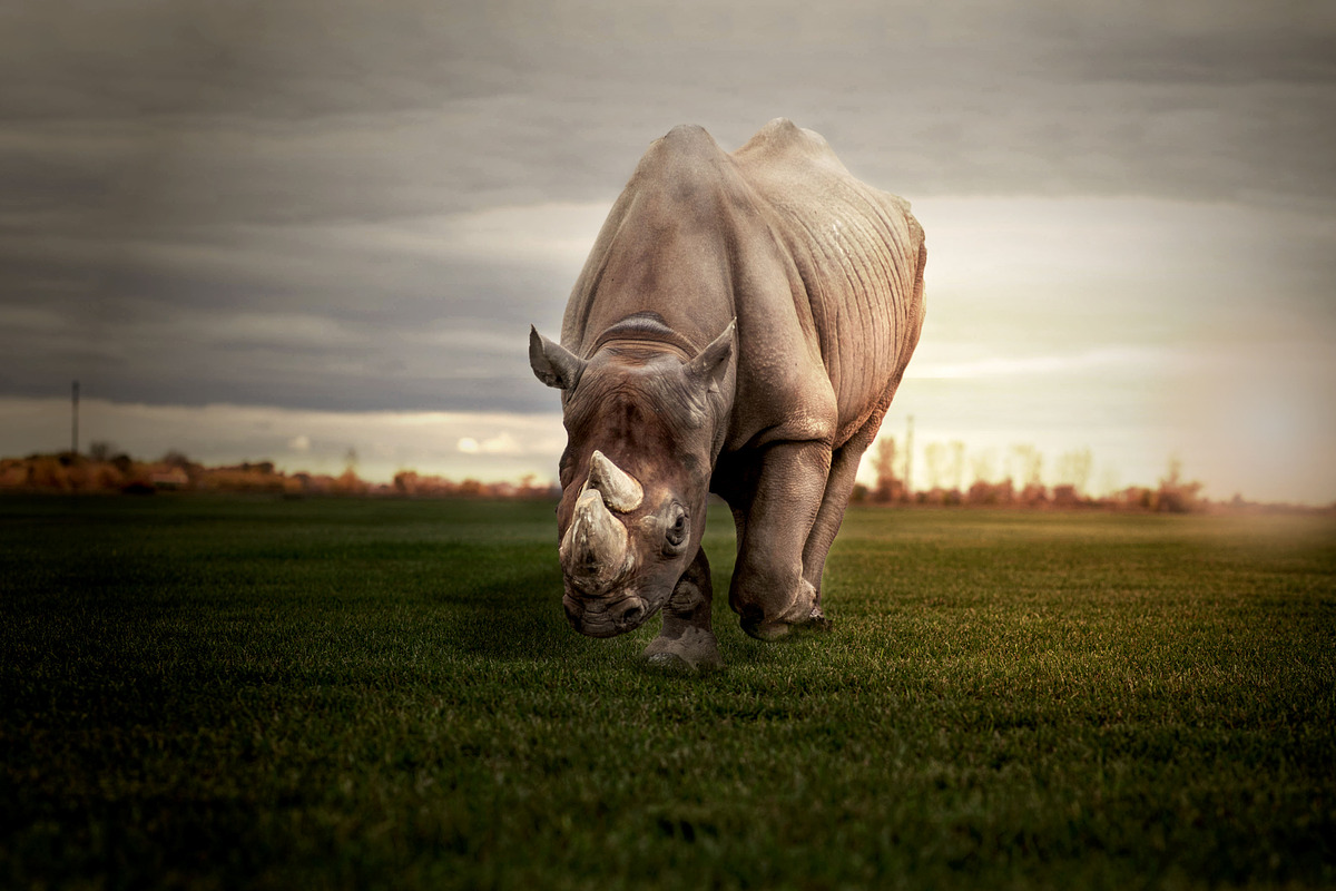 26 - PNG - Zoo Animal Overlays, an Object Graphic by DareToDream