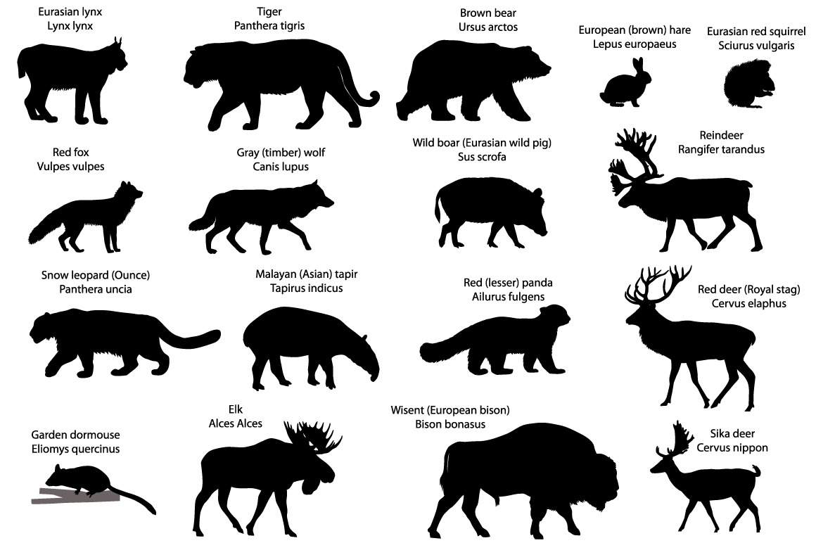 Silhouettes of animals of Eurasia | Animal Illustrations ~ Creative Market