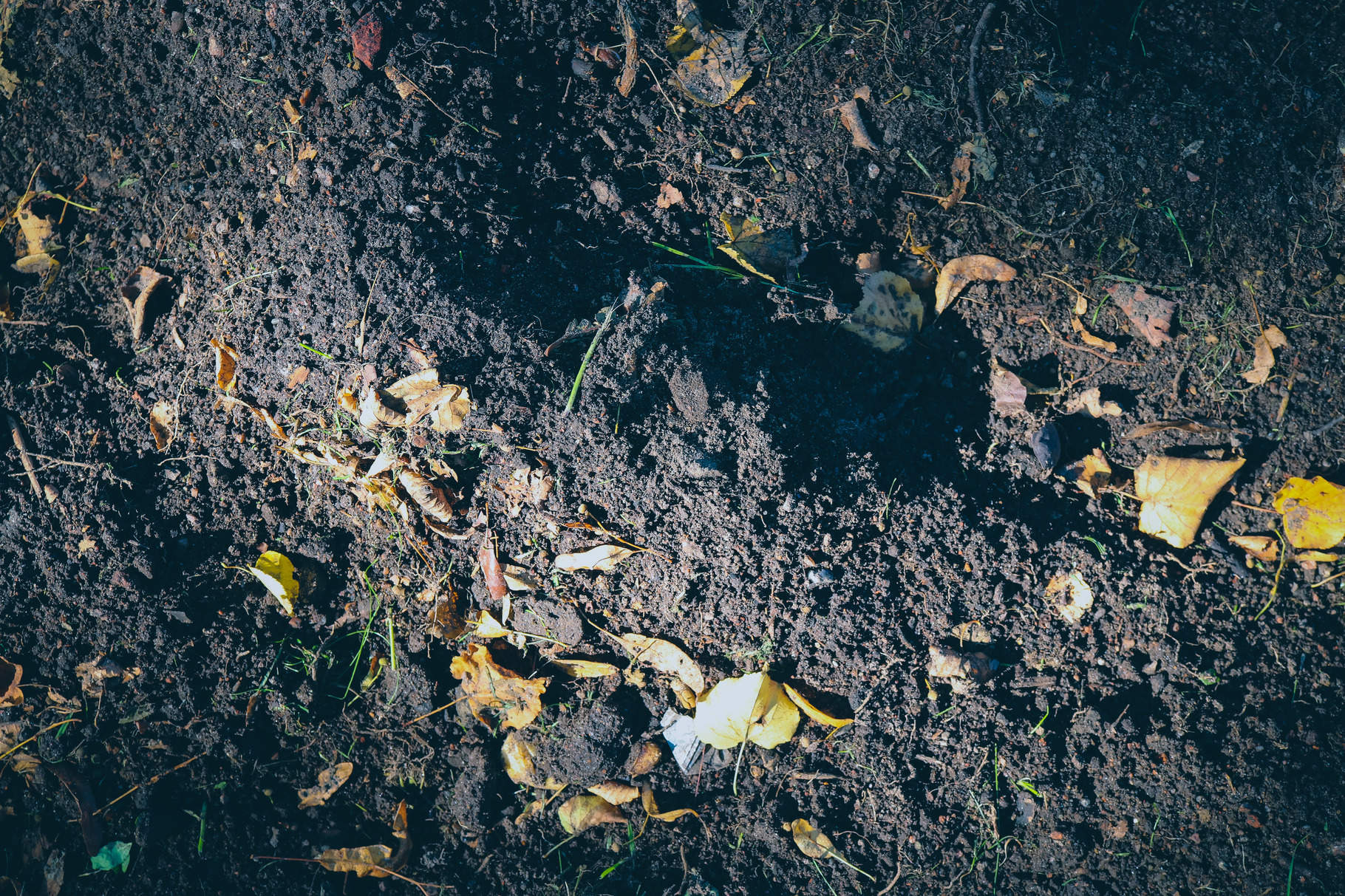 Ground texture featuring brown, material, and grained, a Nature Photo ...