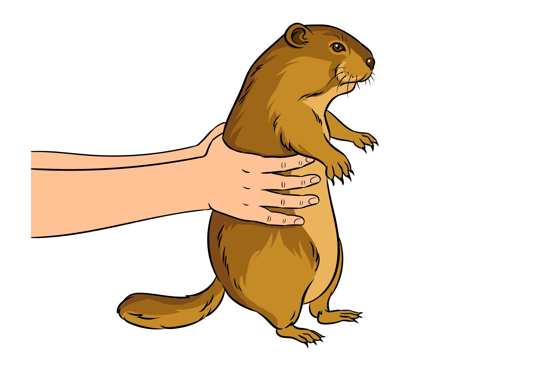 Groundhog in hands pop art vector illustration, an Animal Illustration ...