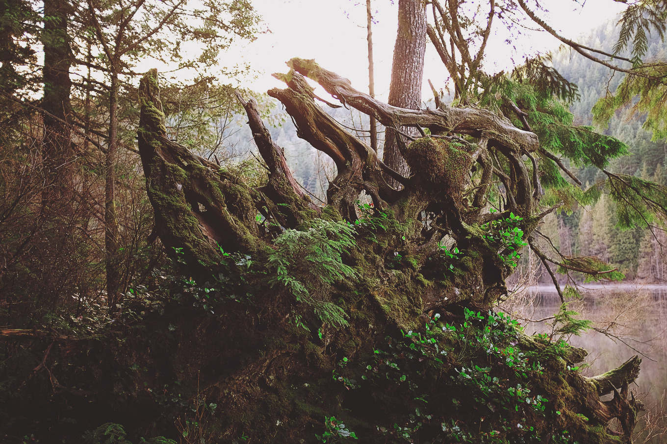 Labyrinth tree, a Nature Photo by EnjoyLife