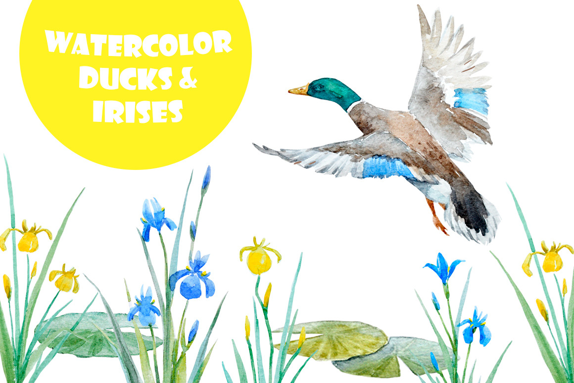 Watercolor ducks&irises (png+vector), an Animal Illustration by Lembrik ...