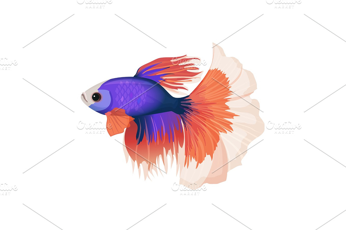 Betta small colorful, freshwater ray-finned fish realistic vector ...