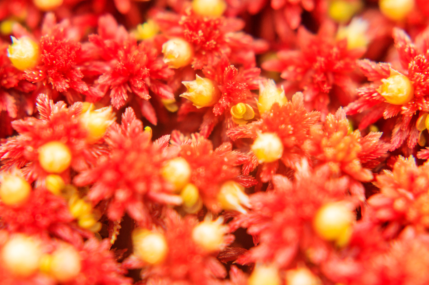 beautiful red yellow moss texture, an Abstract Photo by Pakosta