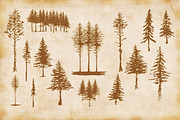 Vintage Handrawn of Pine Tree, an Illustration by iambolders