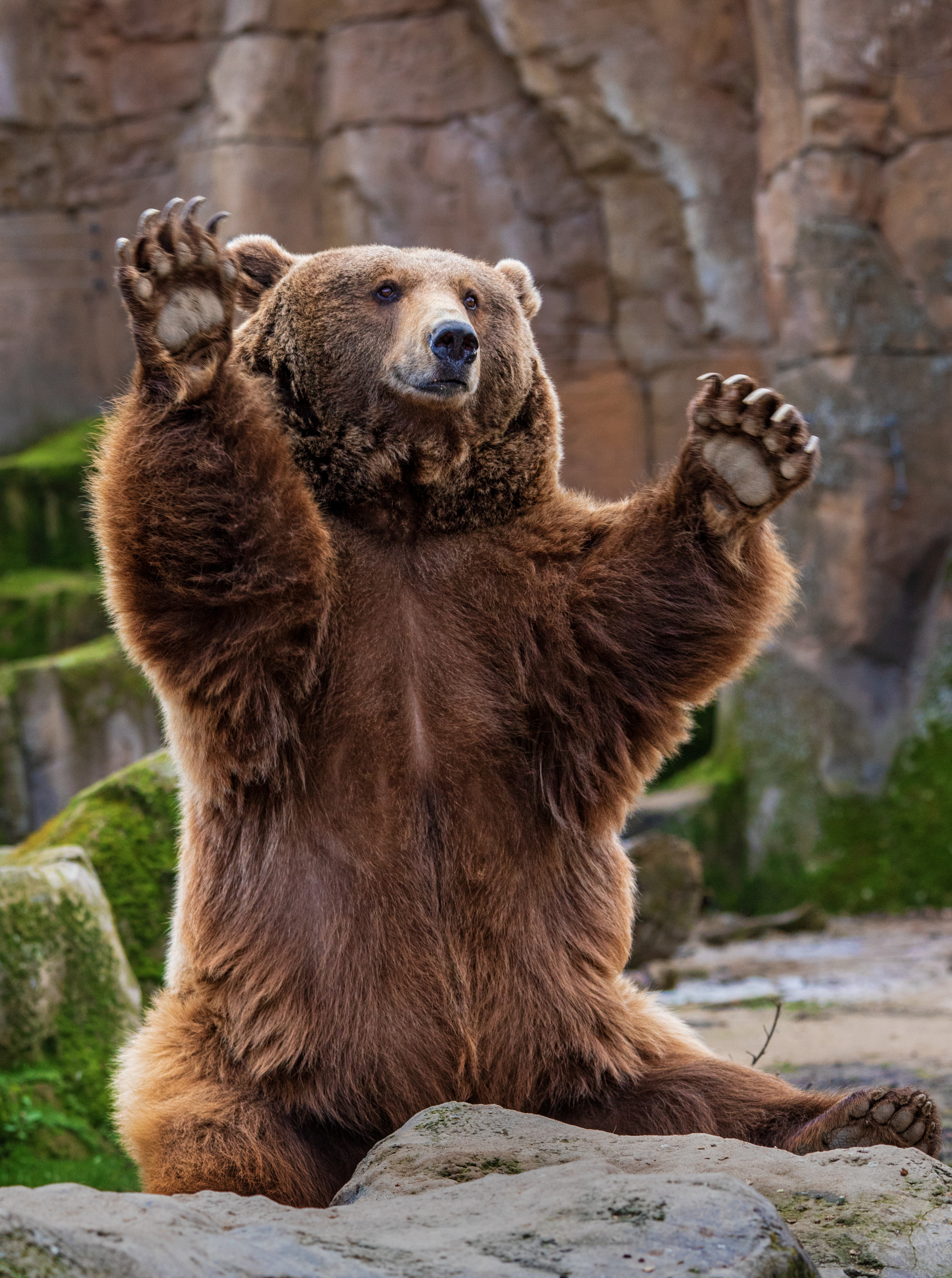 Captivating image of a grizzly bear, an Animal Photo by Perpis