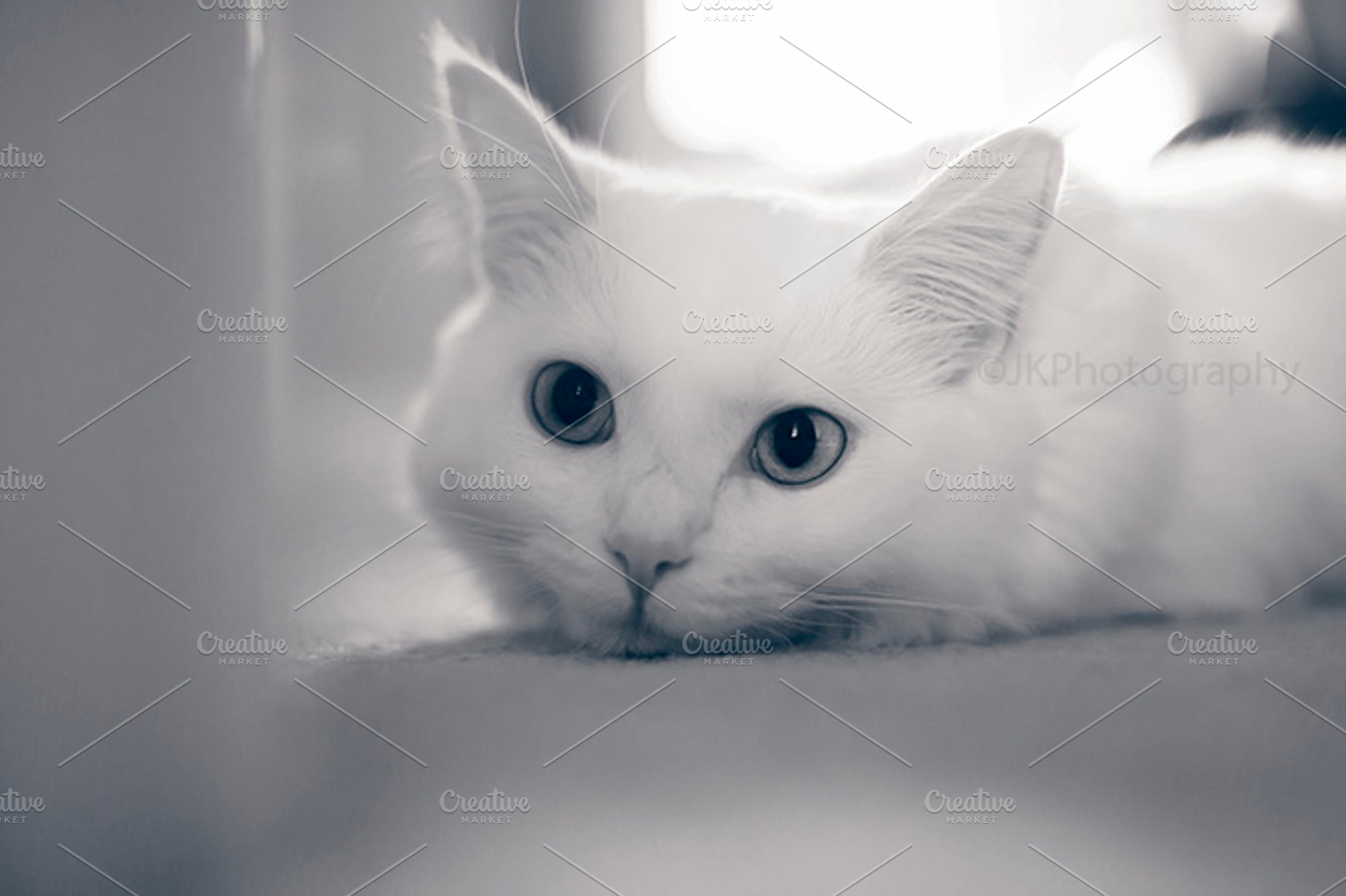 Sad little kitty., an Animal Photo by JKPhotography | Creative Market