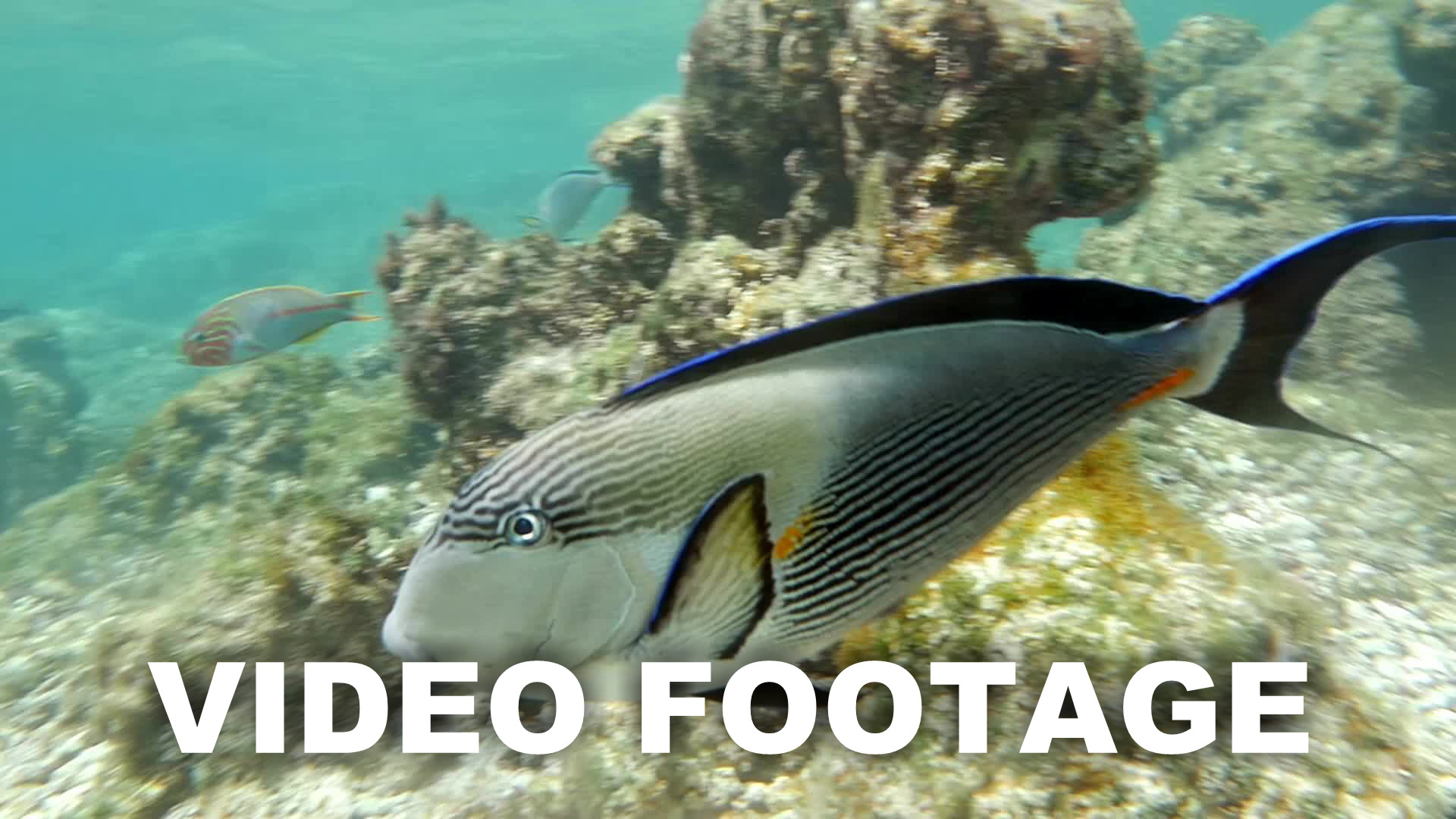 Sohal Surgeon-Fish, an Animal Photo by Grey Coast Media