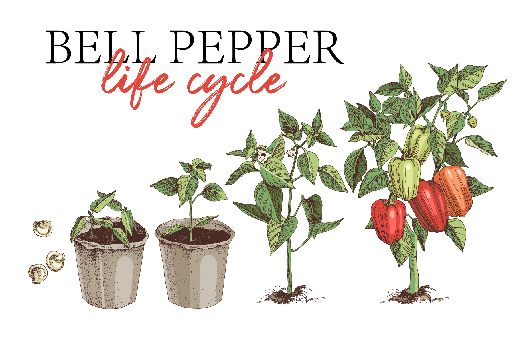 Bell pepper growth stages, an Object Graphic by handsketched
