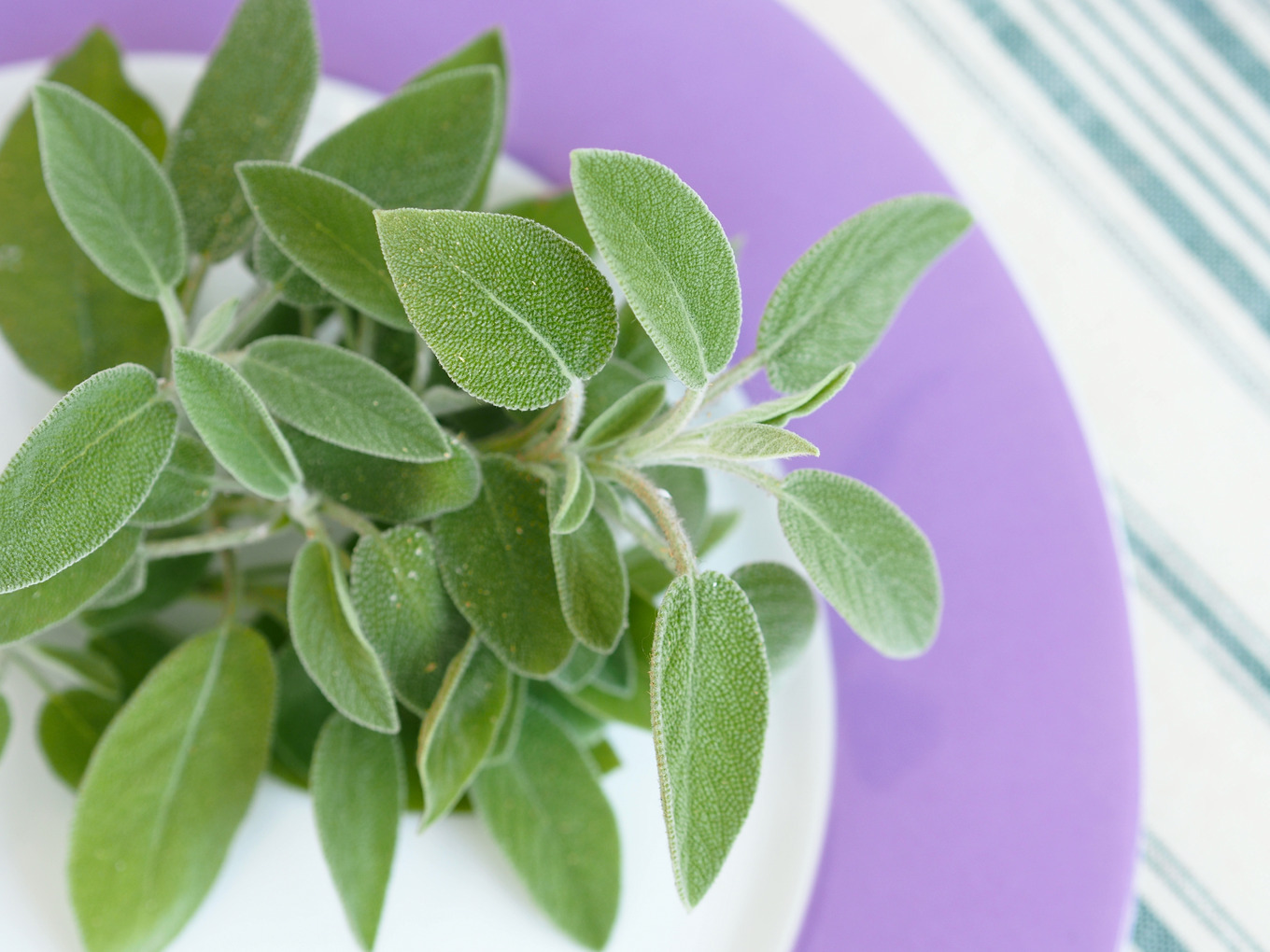 Sage for cooking, a Food & Drink Photo by Lifemorning