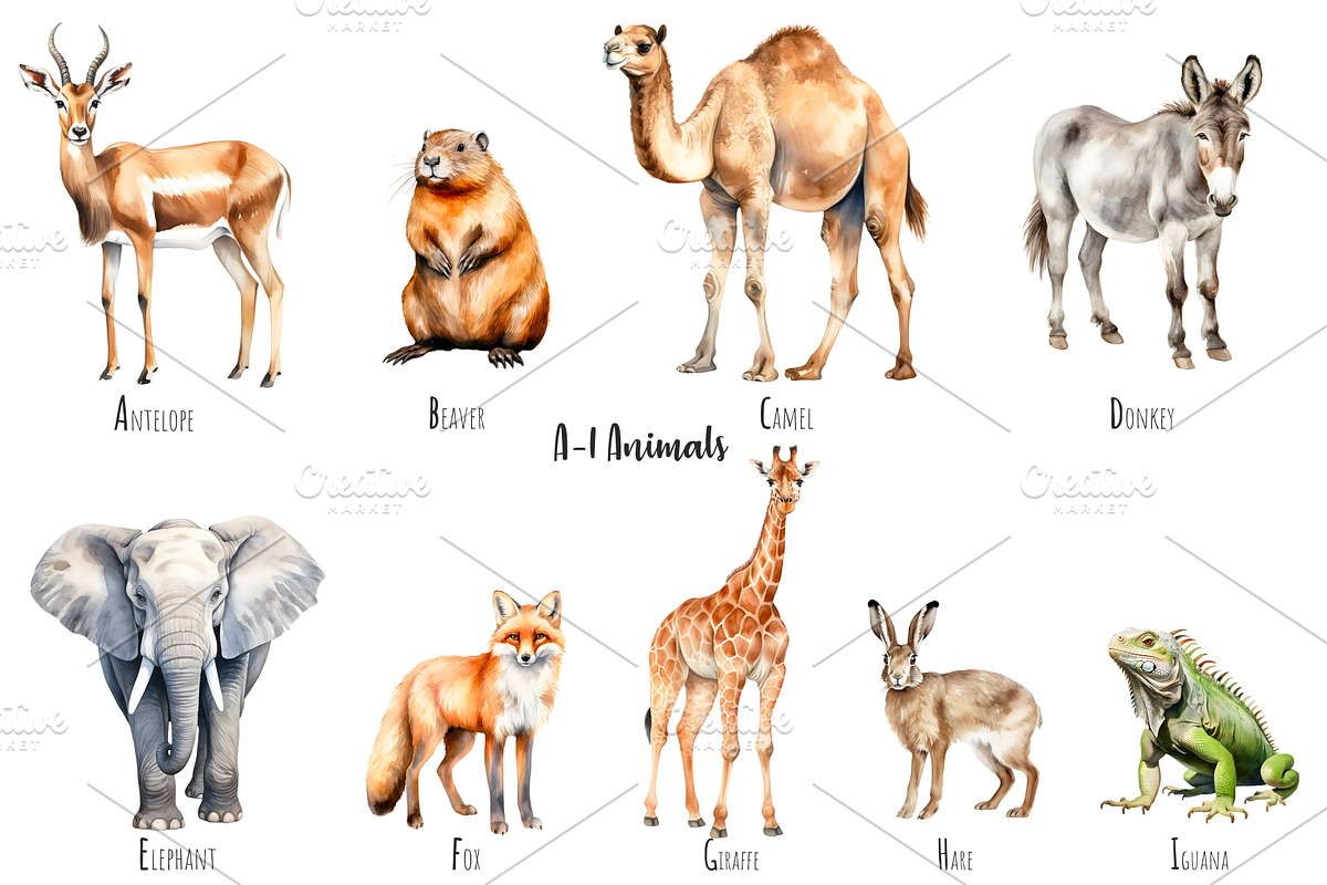Watercolor ABC alphabet animals, an Animal Illustration by Art and Funny