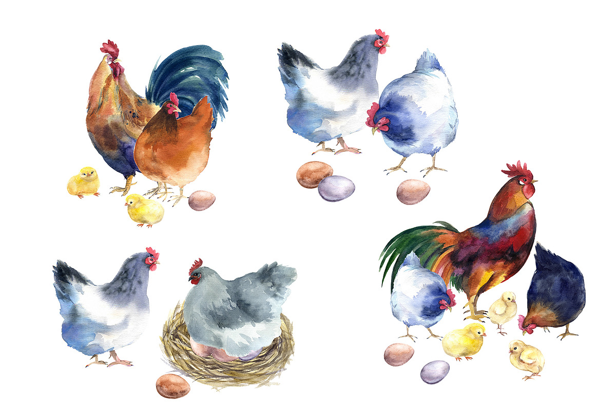 Watercolor chickens clipart, farm, an Animal Illustration by ...