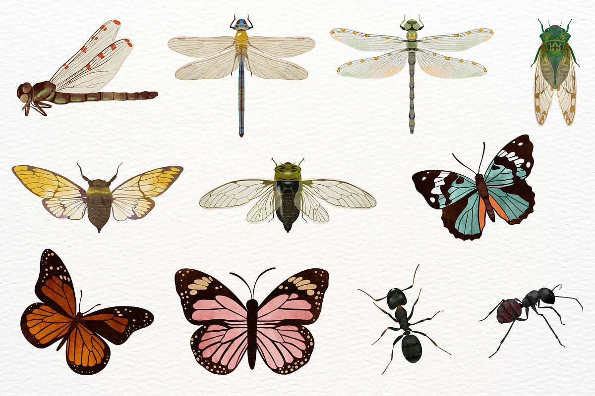 Watercolor Insects Clipart Set, an Education Illustration by ArtbyHien