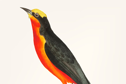 Hand drawn of manakin, an Animal Illustration by rawpixel