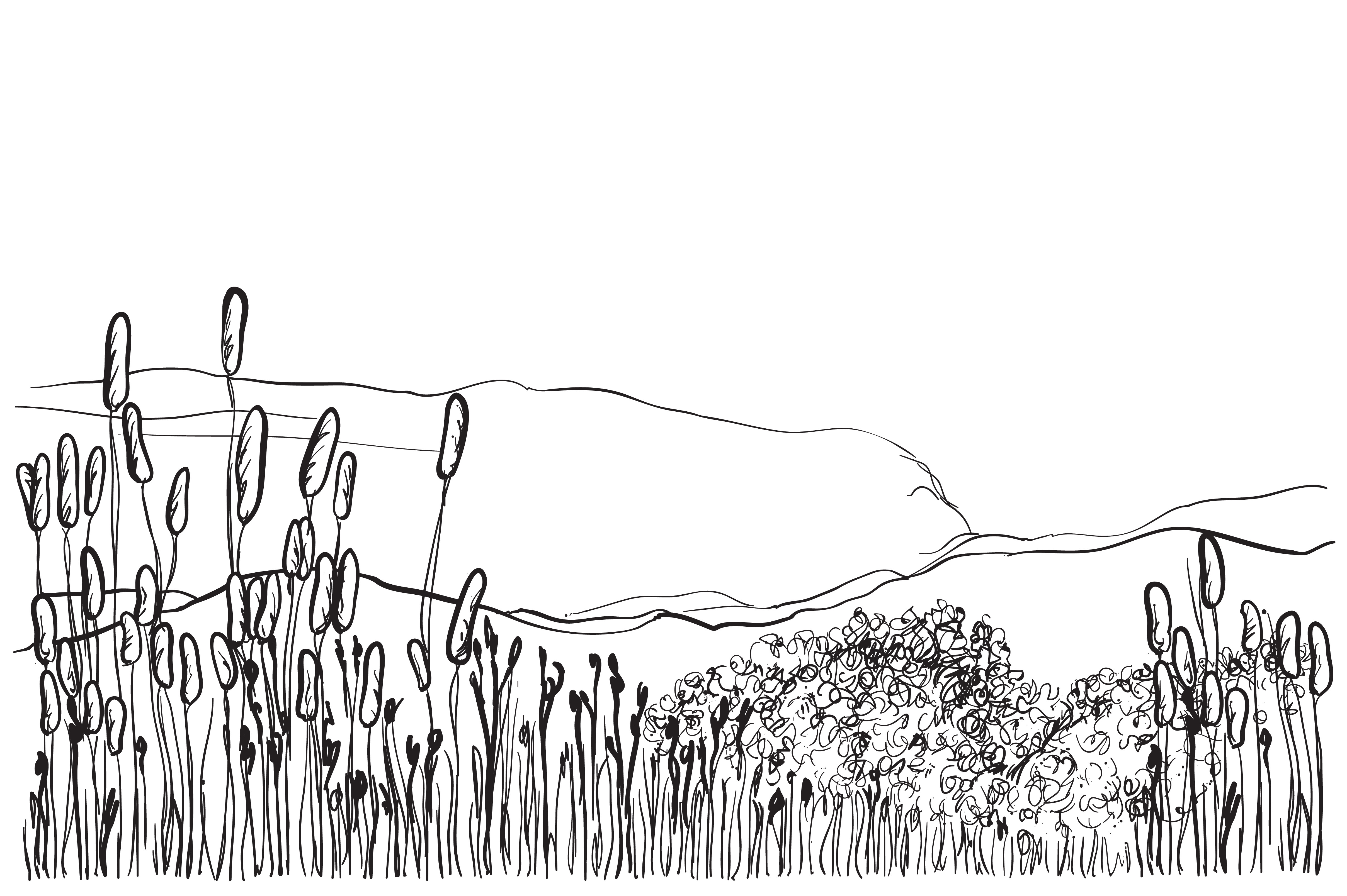 Hand drawn landscape with reed | Illustrations ~ Creative Market