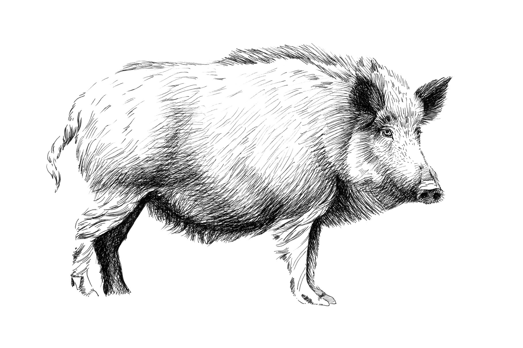 Hand drawn wild boar, sketch graphic, an Animal Illustration by Byrdyak