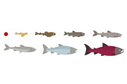 Life cycle of the Atlantic Salmon | Animal Illustrations ~ Creative Market