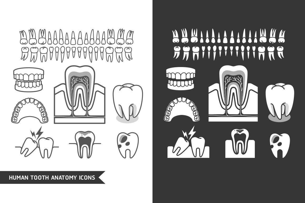 Human Tooth Anatomy Icons Set., an Icon by Graphixmania | Creative Market