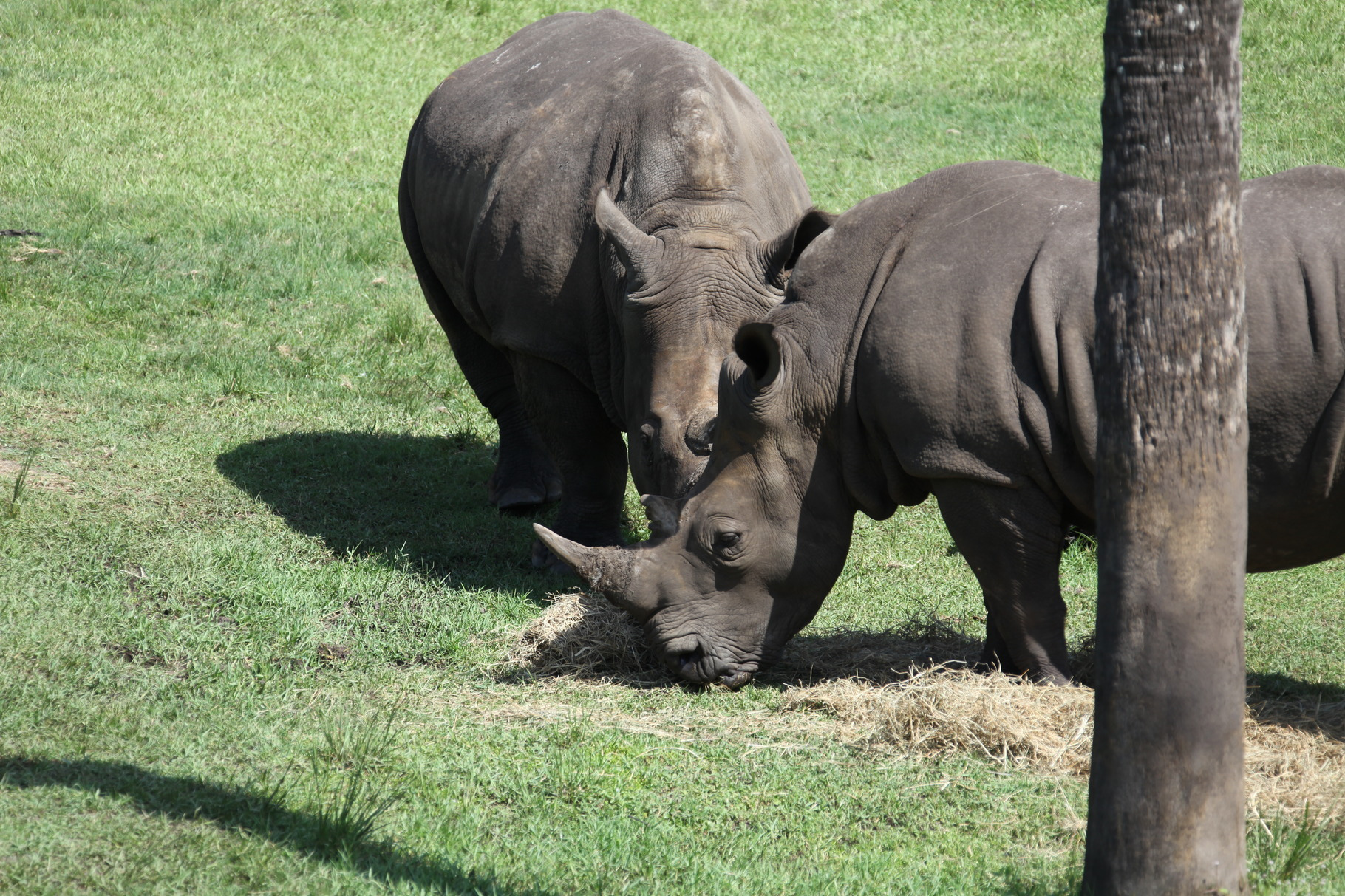 Rhinoceros featuring rhinoceros, rhino, and horn-nose, an Animal Photo ...