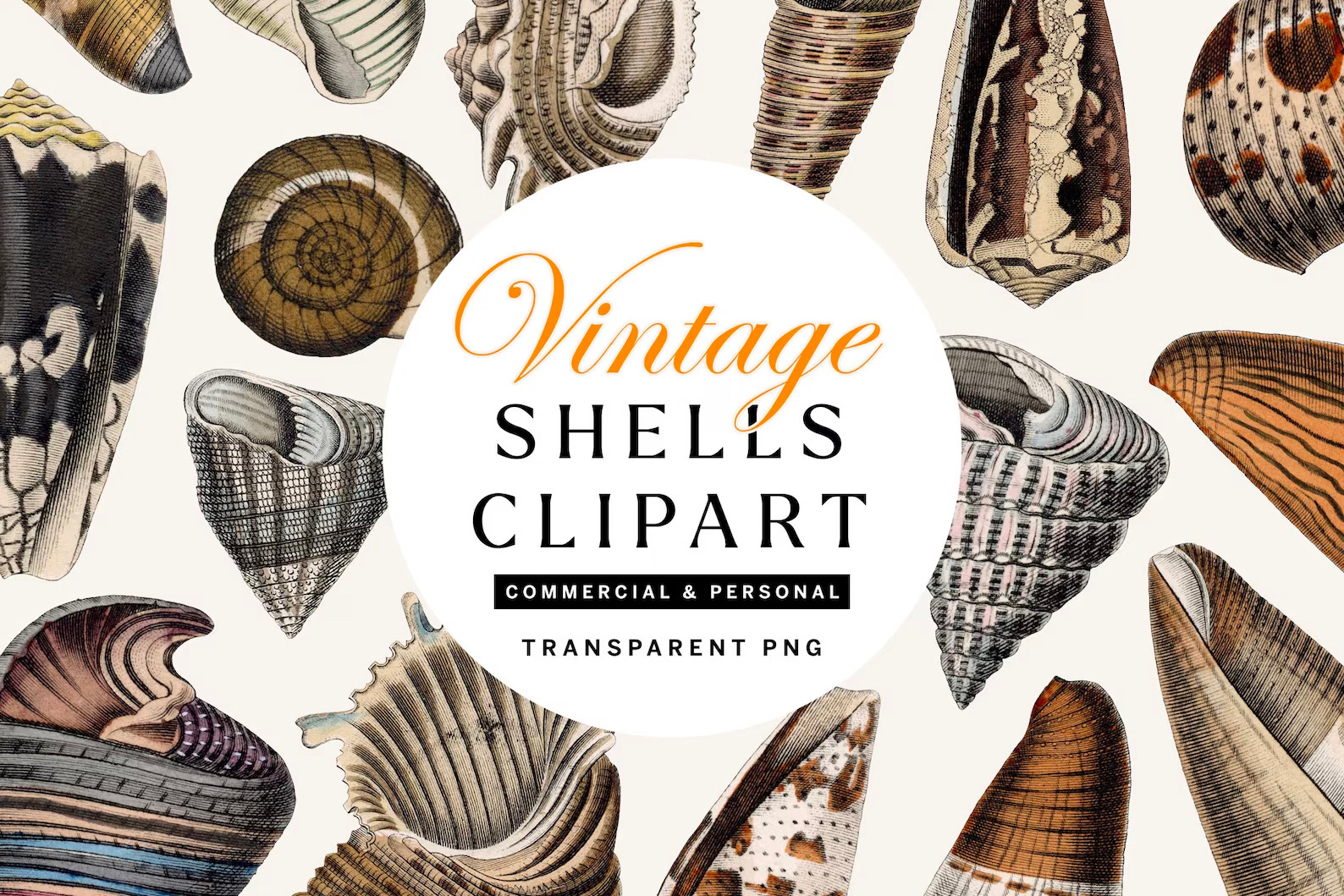 20 Vintage Shells PNG Clip Art No.2, an Object Illustration by Century ...