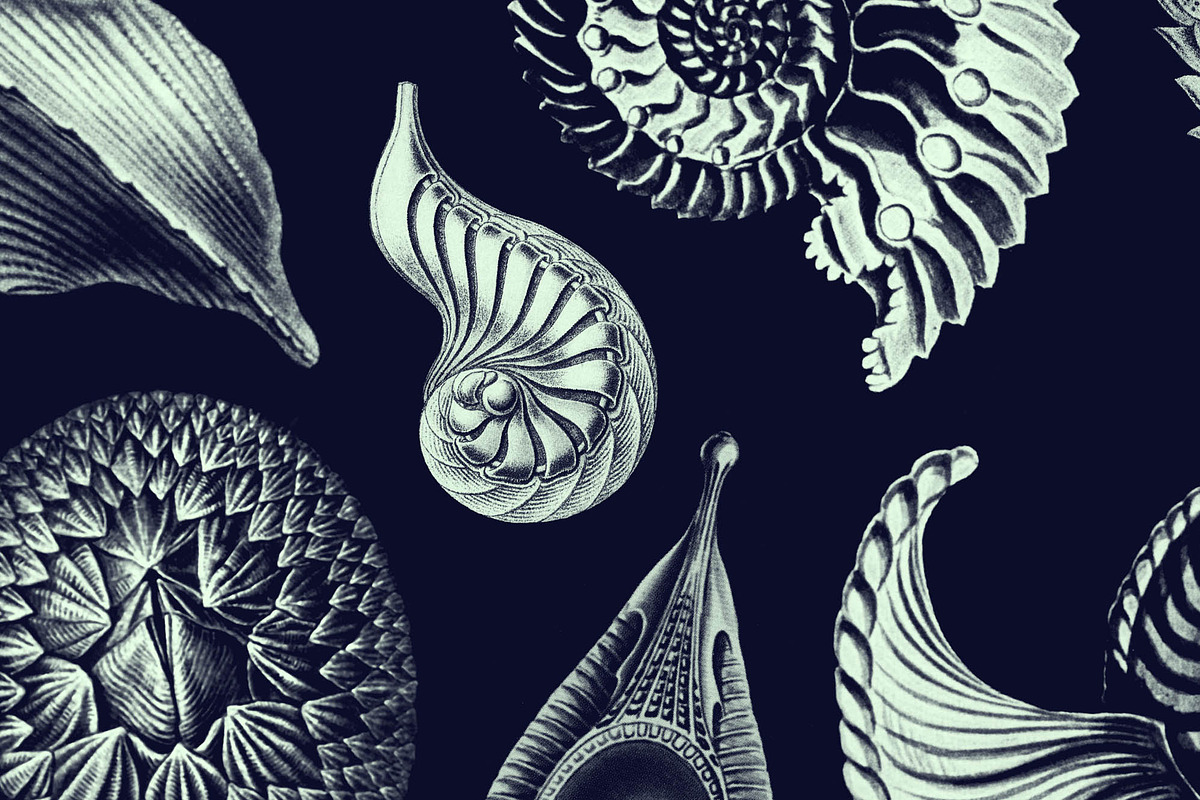 Scientific Illustrations, an Animal Illustration by RuleByArt