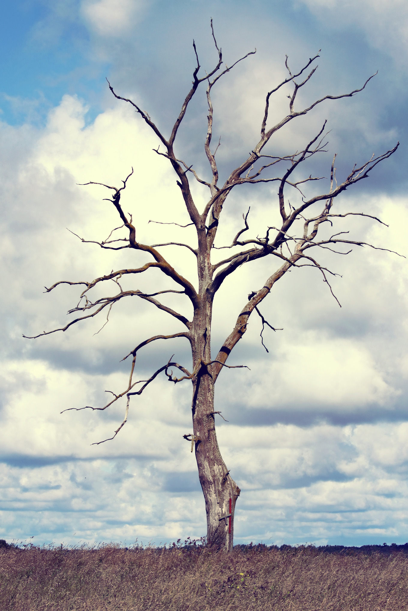 Dead tree featuring dry, dead, and tree, a Nature Photo by BOOCYS