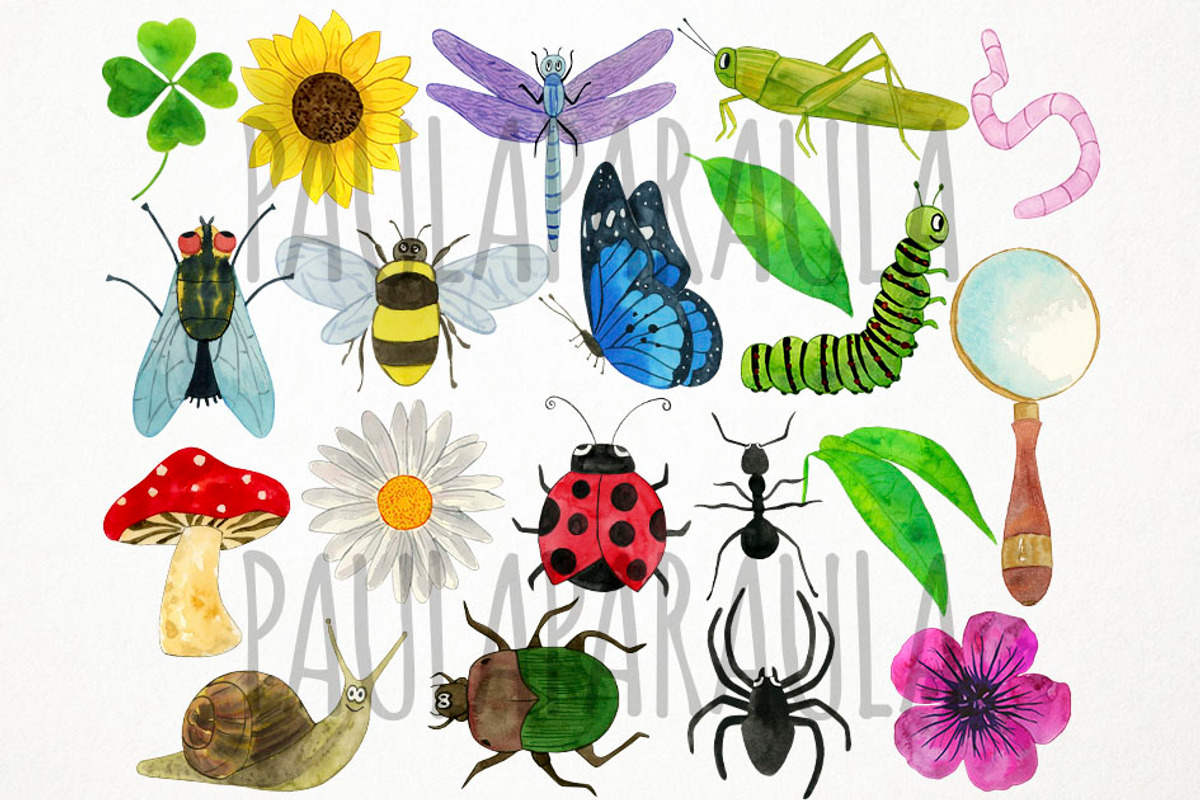 Watercolor Bugs Clipart, Insects, an Animal Illustration by Paulaparaula