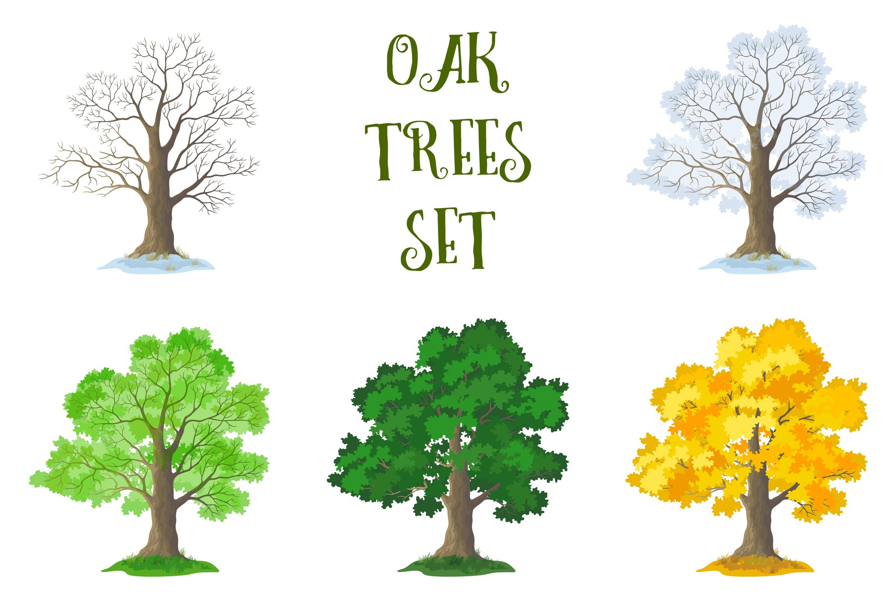 Oak Trees Set, Seasons, an Illustration by Ok-sana