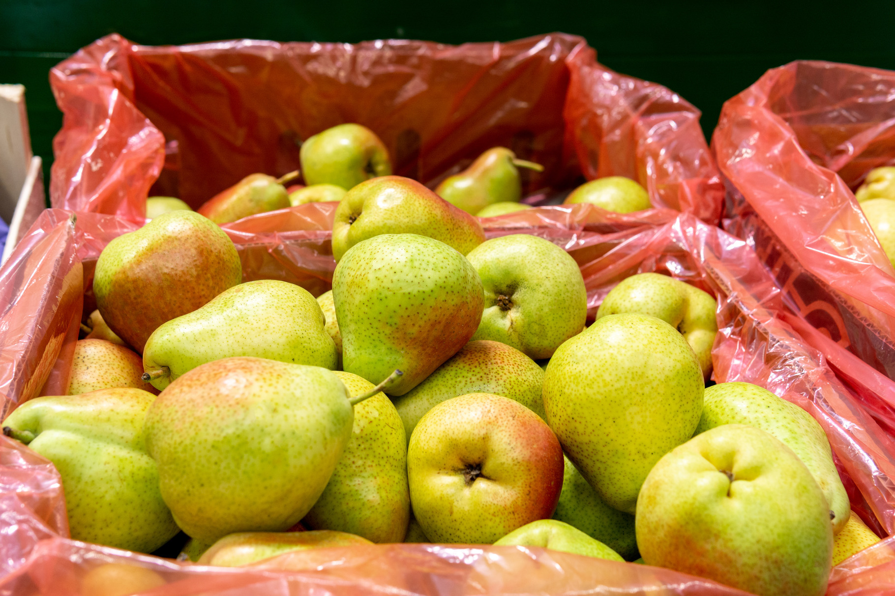 Pears harvest background on shelves containing pear, raw, and season, a ...