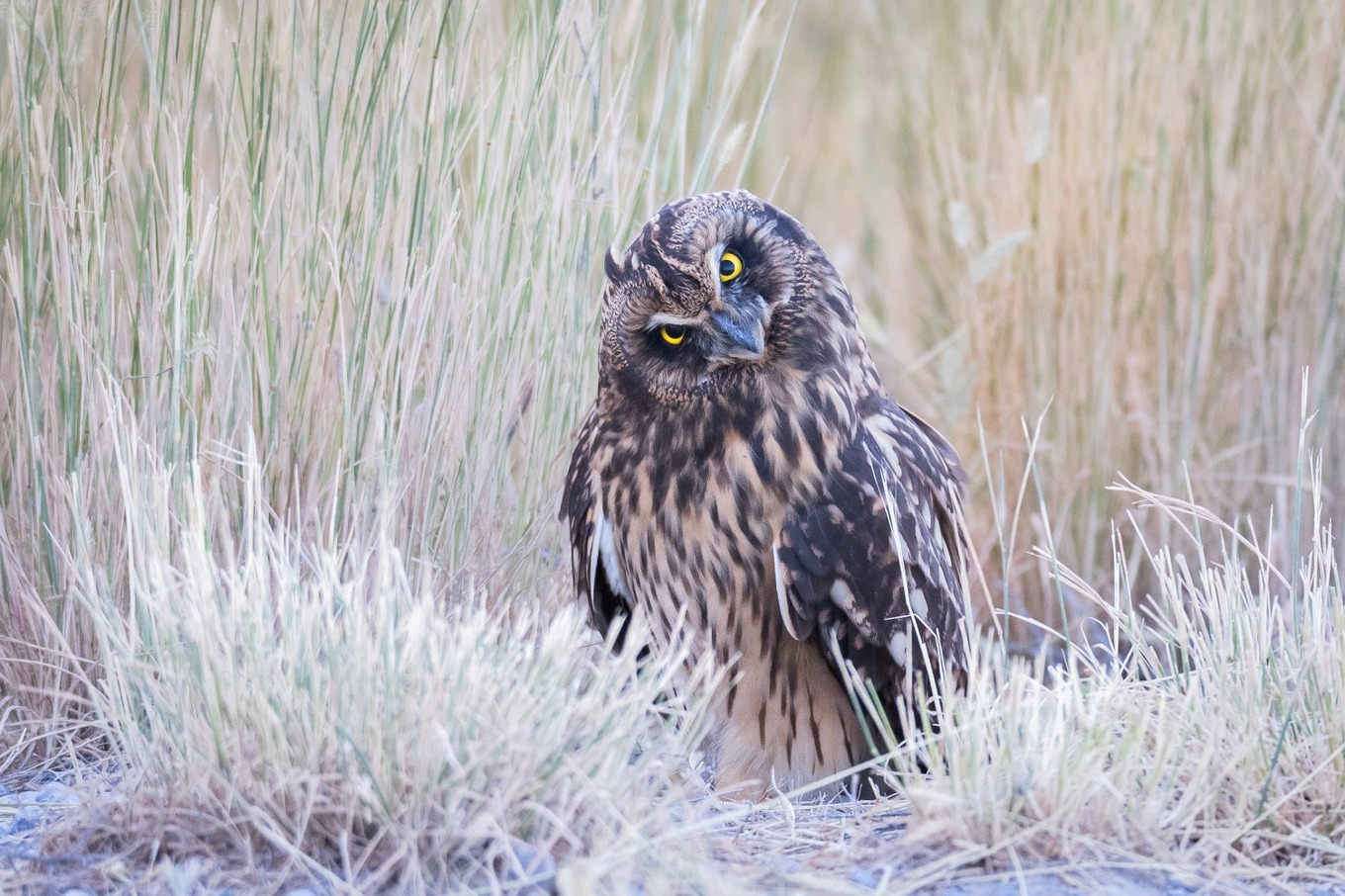 Short Eared Owl Head Tilt, an Animal Photo by MStrozewski Photography