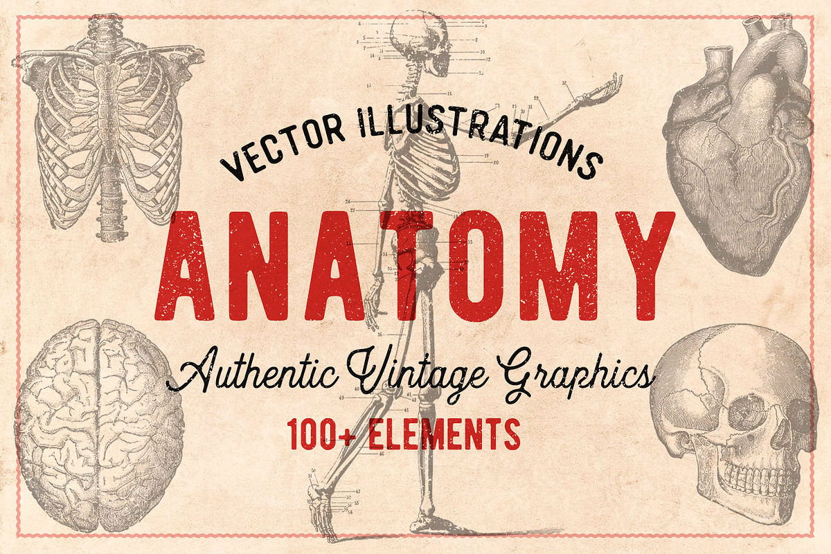 100 Vintage Anatomy Vectors, an Illustration by Brigantine Designs