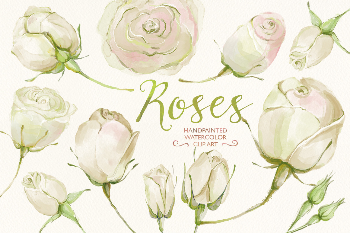 Watercolor clip art white roses, an Illustration by GrafikBoutique